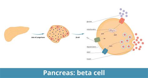 Pancreatic Beta Cells Illustrations Royalty Free Vector Graphics