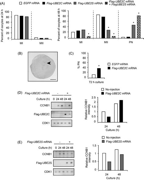 Effects Of Flag Ube2 Mrna Injection On Meiotic Maturation Of Oocytes