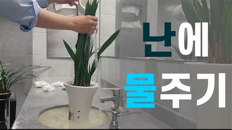 난에 물을 주는 나 방송기자 브이로그 생명연장의꿈 기자유튜브 기자유튜버 Youtube