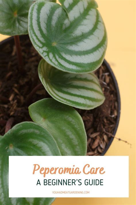 Peperomia Care A Beginners Guide You Had Me At Gardening