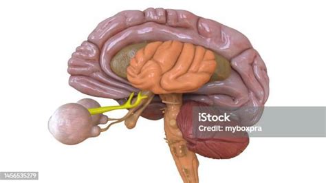 의료 개념 3d 렌더링을 위한 인간 뇌 해부학 3차원 형태에 대한 스톡 사진 및 기타 이미지 3차원 형태 과학 대뇌 Istock