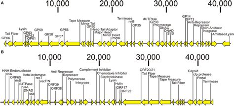 Diagram Of Bacteriophage Genomes Sequenced From The Virions From