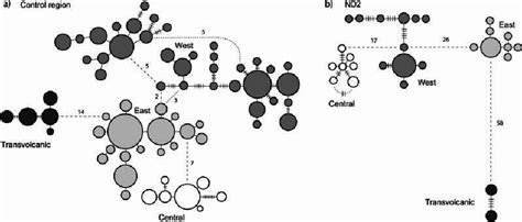 Minimum Spanning Networks Of Absolute Genetic Distances Between