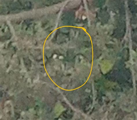 Pin By Ricky Donovan On Tree Plant Faces 2 In 2024 Tree Faces Trees