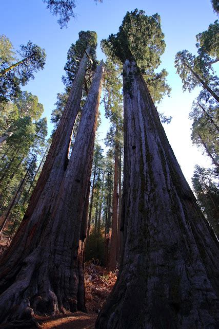 Calaveras Big Trees State Park