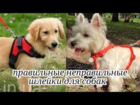 🐶правильные неправильные шлейки для собак🐶 - YouTube