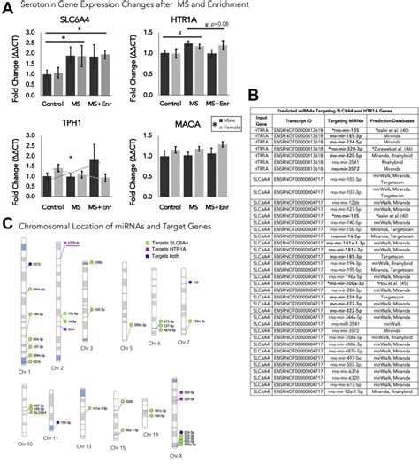 Microrna Regulates Early Life Stressinduced Depressive Behavior Via
