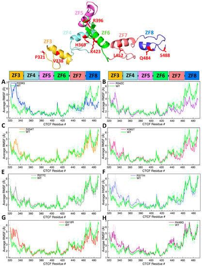 Effect Of Single Residue Mutations On Ctcf Binding To Dna Insights