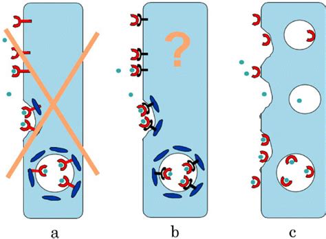 Potential Models For The Action Of The Vhdl Receptor Download