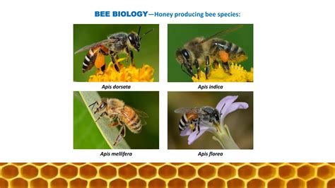 Introduction To Honeybees And Apiculture Pdf