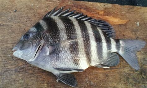 Sheepshead Archosargus Probatocephalus Delaware Surf