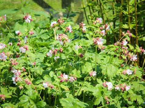 Geranium macrorrhizum ‘Bevan’s Variety’ • The Hardy Geranium Nursery