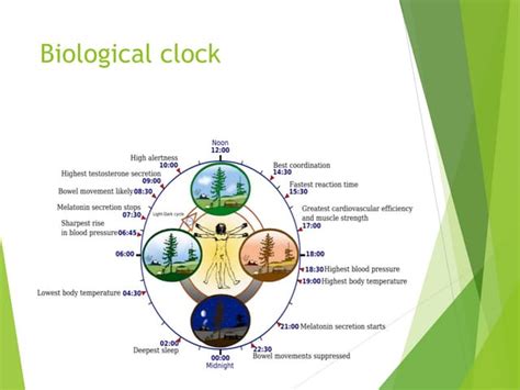 Biological Clock Pptx Sleep Disorders Diseases And Conditions