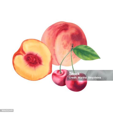 복숭아 과일과 체리 흰색 배경에 수채화 그림입니다 과즙이 많은 과일 수확 건강한 식습관 로고 스티커 인쇄 아이콘 0명에 대한 스톡 벡터 아트 및 기타 이미지 Istock