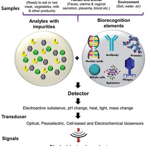 Schematic Representation Of The Bacteria Enrichment Using A Direct Download Scientific