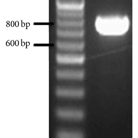 Total RNA Integrity Test On Agarose Gel Intact S And S Total Download Scientific