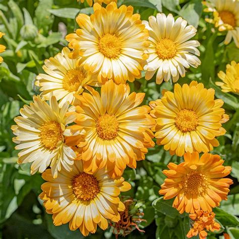 Oopsy Daisy Calendula Heirloom Hybrid And Open Pollinated Seeds In