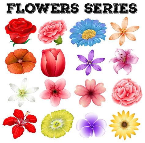 Diferentes Tipos De Flores Ilustraci N Vector Premium