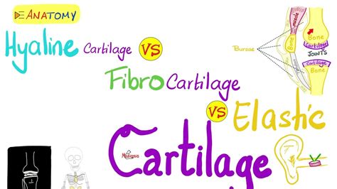 Hyaline Vs Fibrocartilage Vs Elastic Cartilage Comparison Types Of Cartilage Anatomy 💀