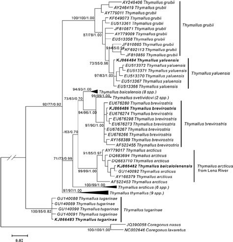 molecular phylogenetic relationships based on d loop sequences the