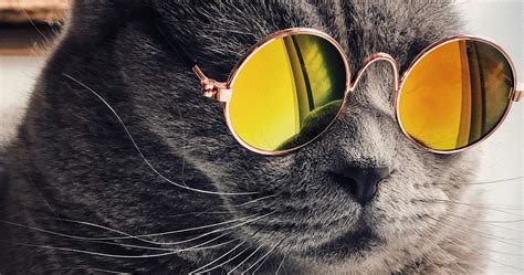 quasimodo s cat the most concise possible real valued alternative to