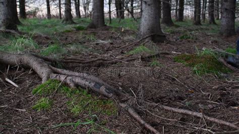 Hiking Trail With Boot Walking Over Root Stock Video Video Of Forest Boots