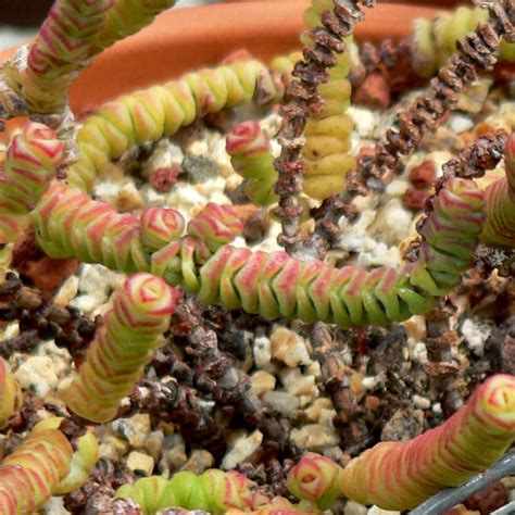 Rosary Crassula Rupestris Plant Care And How To Grow Water