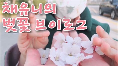 벚꽃엔딩 벚꽃 브이로그 벚꽃이 지면 마지막 벚꽃 브이로그 Youtube