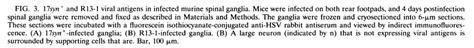Solved Figure Is A Micrograph What Are We Looking Chegg