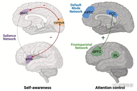 静息态功能连接与正念 知乎