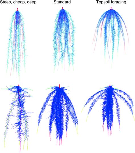 2 Steep Cheap And Deep And Topsoil Foraging Root Ideotypes In