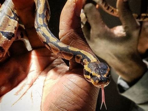 Ball Python Hissing Reasons What To Do Being Reptiles