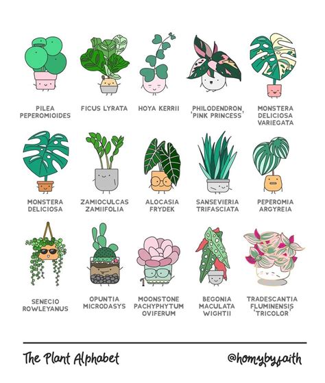 A Chart Of Common Houseplants And Their Botanical Names