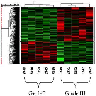 A Representative Supervised Hierarchical Clustering Map Revealing Genes Download Scientific