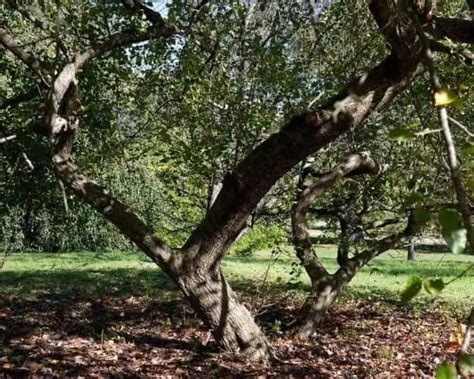 9 Deciduous Trees To Grow In Your Colorado Yard Or Garden