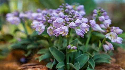 Miniature Hostas What They Are And How To Care For Them