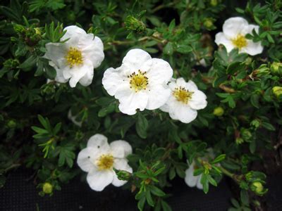 Лапчатка кустарниковая "Принцесса" - Бабяковский плодопитомник