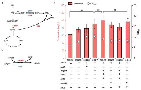 Efficient Production Of Guanosine In Escherichia Coli By Combinatorial Metabolic Engineering Pmc