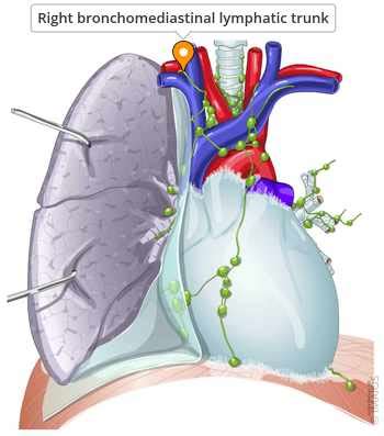 Right Bronchomediastinal Lymphatic Trunk E Anatomy Imaios