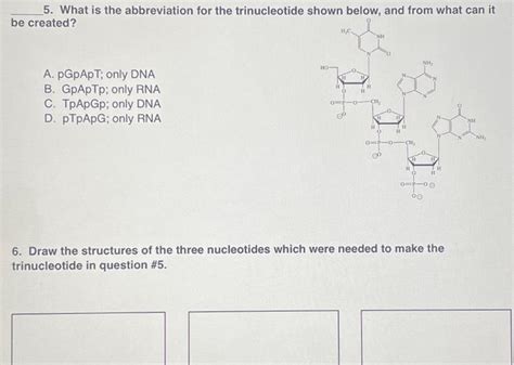 5 What Is The Abbreviation For The Trinucleotide