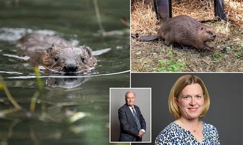 Bring Back The Beaver To Tackle Flooding Mps