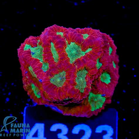 Favia Favites Goniastrea Platygyra