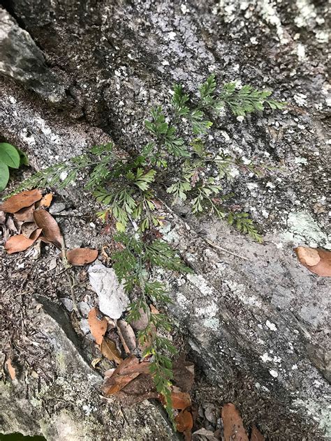 Onychium Japonicum Pteridaceae