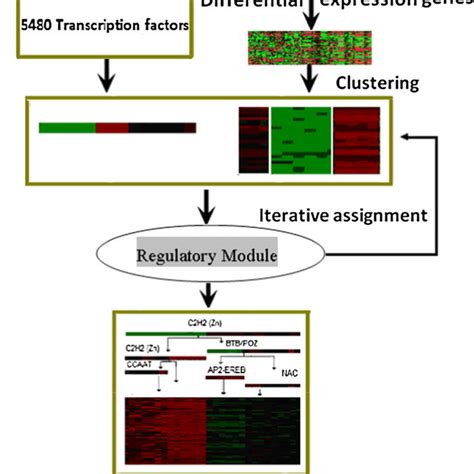 The Workflow Of The Gene Regulatory Network Construction Protocol Download Scientific Diagram