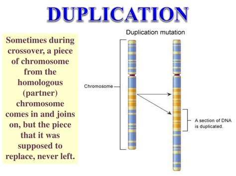 PPT DNA MUtations PowerPoint Presentation Free Download ID 237113
