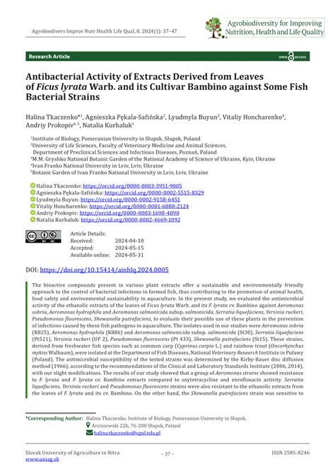 Pdf Antibacterial Activity Of Extracts Derived From Leaves Of Ficus Lyrata Warb And Its