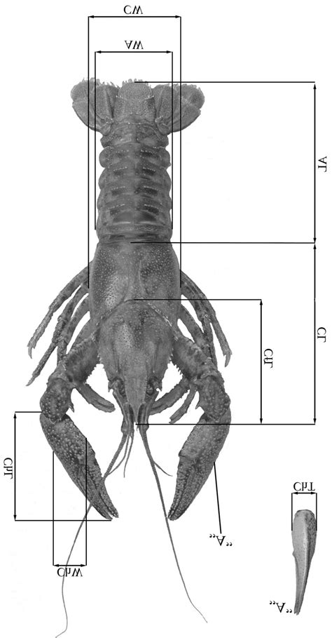 Cephalothorax Crayfish A New Species Of Crayfish Of The Genus