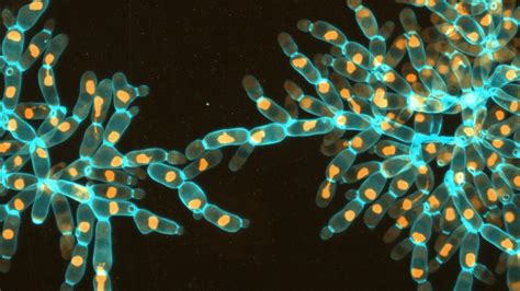 38 Facts About Duplication