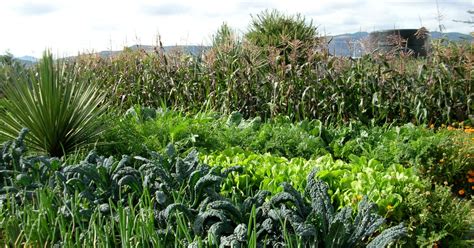 Crop Diversification For Water Optimization An Agroecological Lever