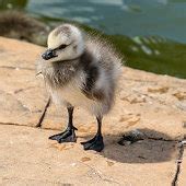 Free Picture Canada Goose Goslings